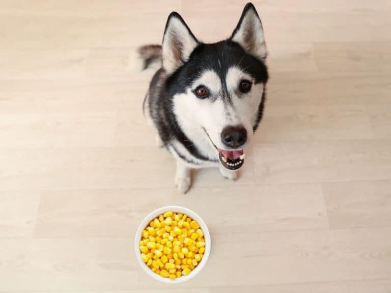 Can Huskies Eat Corn? Is It Safe For My Dog?